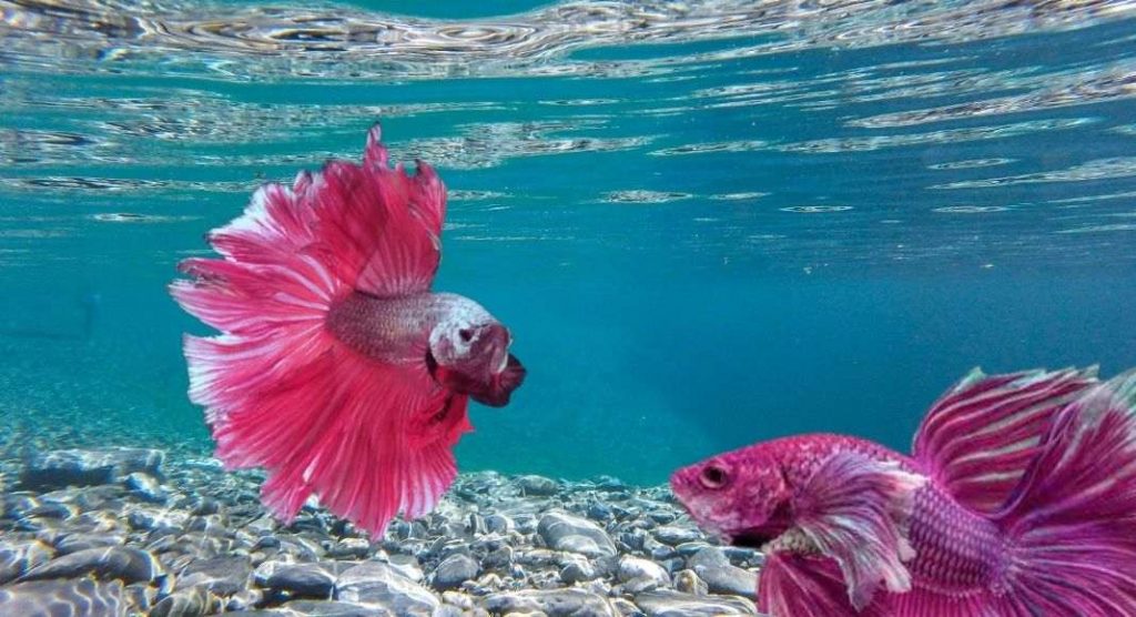 Rare Pink Handfish Found in Australia Since 1999 | Time Of Info