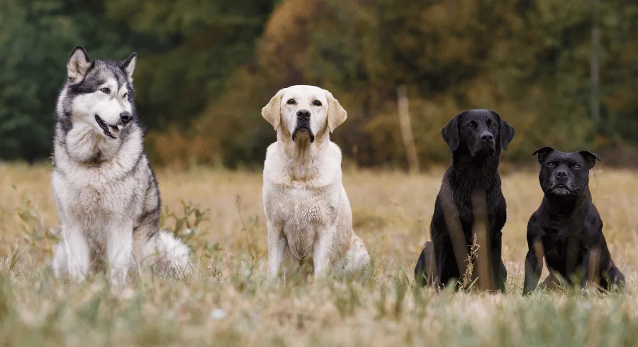 Most extraordinary rarest dog breeds | Time Of Info